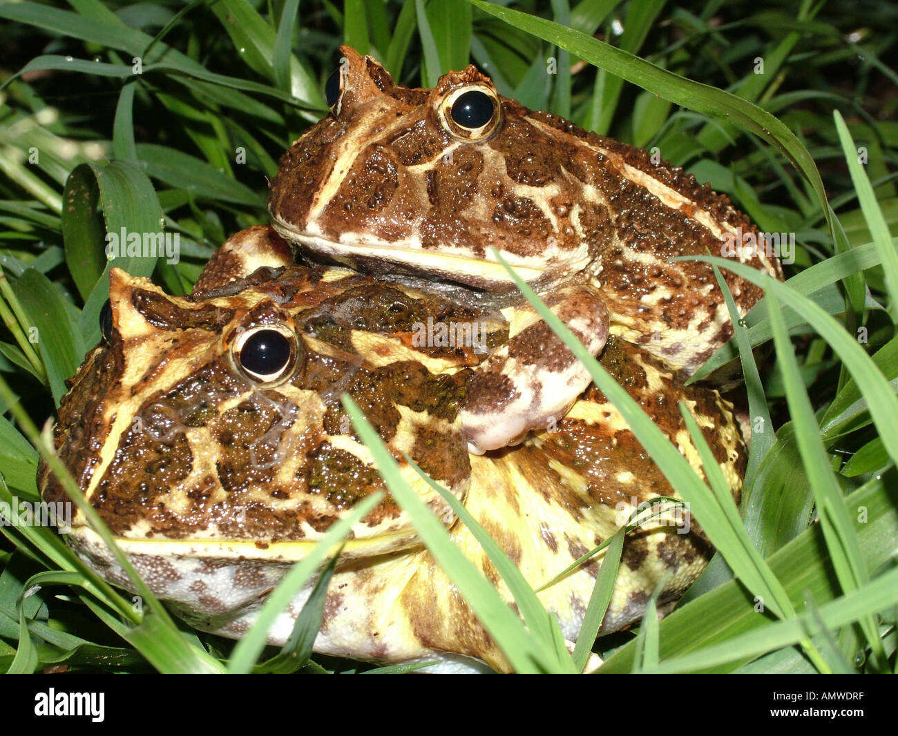 Mating Chacoan horned frog (Ceratophrys cranwelli) Gran Chaco, Paraguay ...
