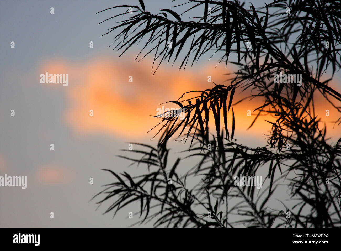 Silhouette of a Tree against Sunset Stock Photo - Alamy