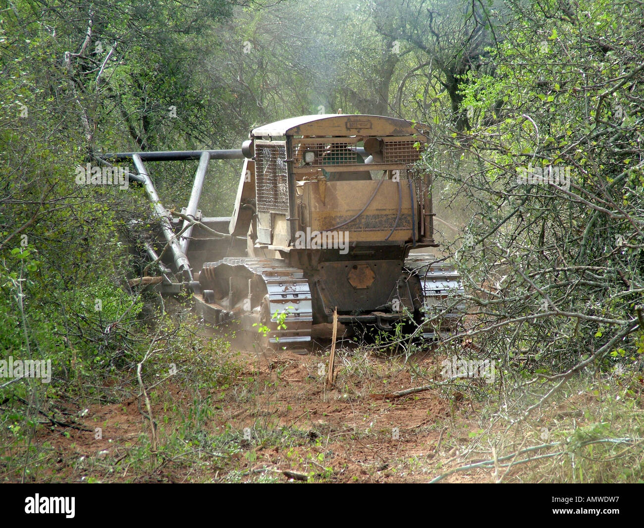 Clearing of the dry forest with bulldozer, Gran Chaco, Paraguay Stock ...