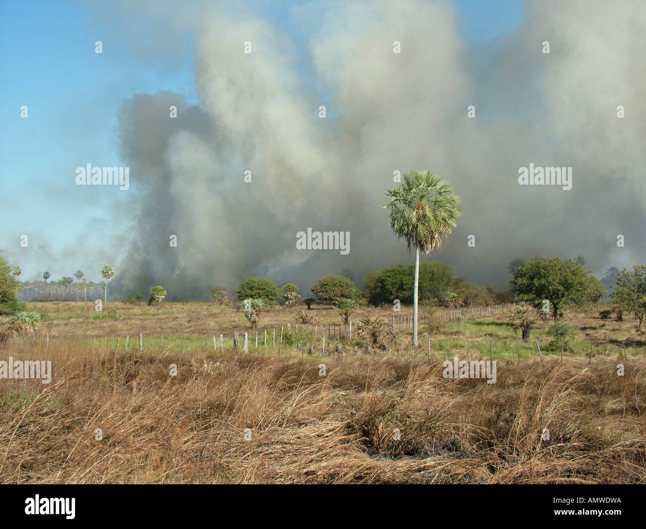 Clearing with fire at the palm savannah, Gran Chaco, Paraguay Stock ...