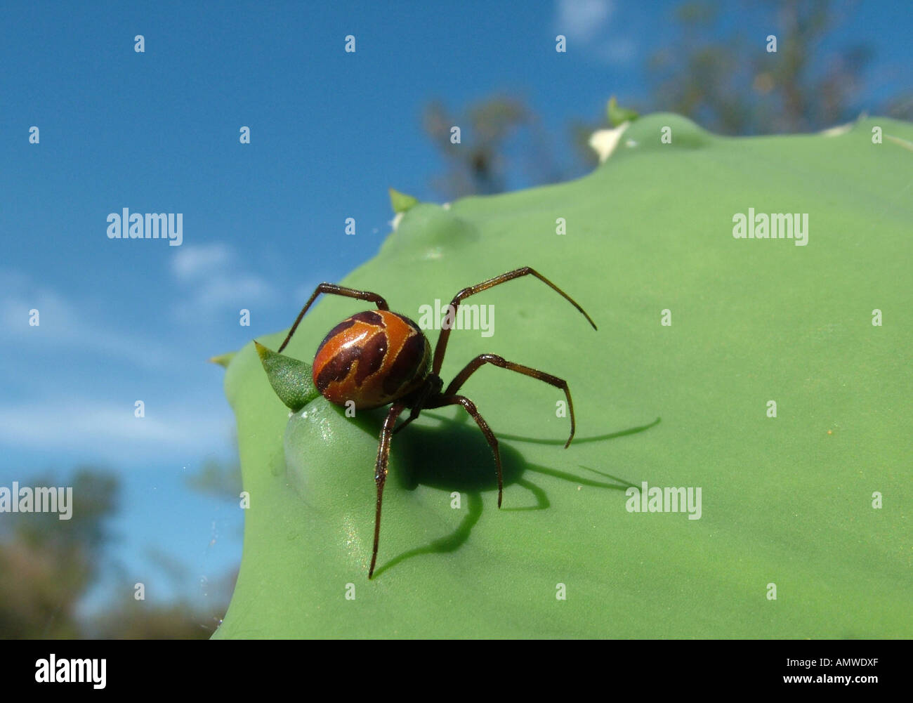 Black widow spider (Latrodectus antheratus) at green cactus leaf ...