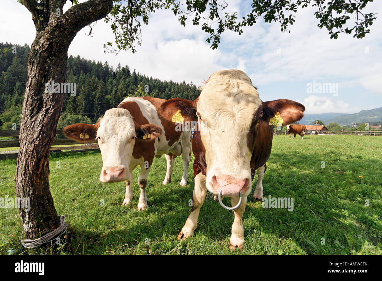 Bull and cow in field - Curious bull and cow under a tree Stock Photo ...