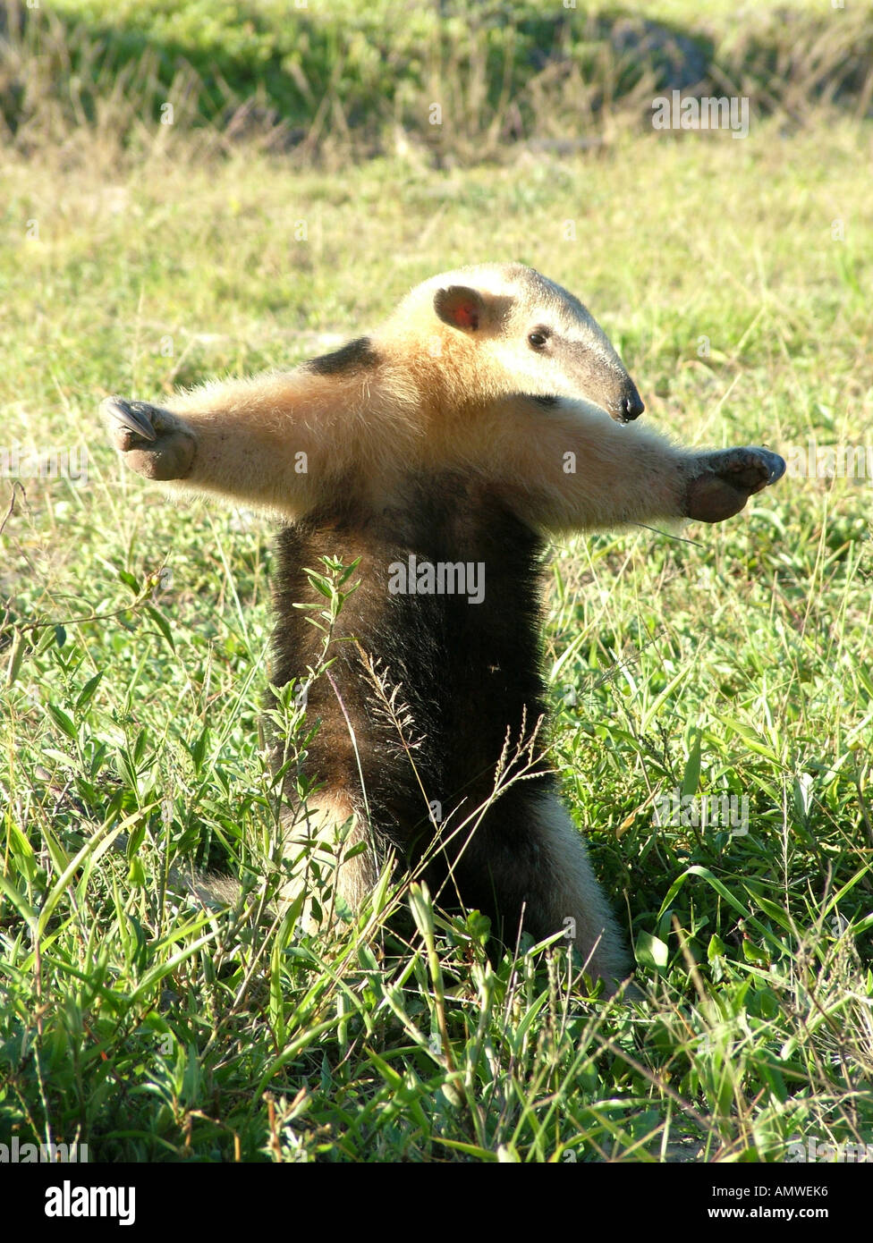 Small anteater (Tamandua tetradactyla) defending itself, Gran Chaco ...