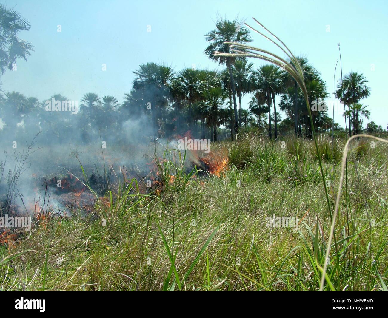 Burning palm savannah, Gran Chaco Paraguay Stock Photo - Alamy