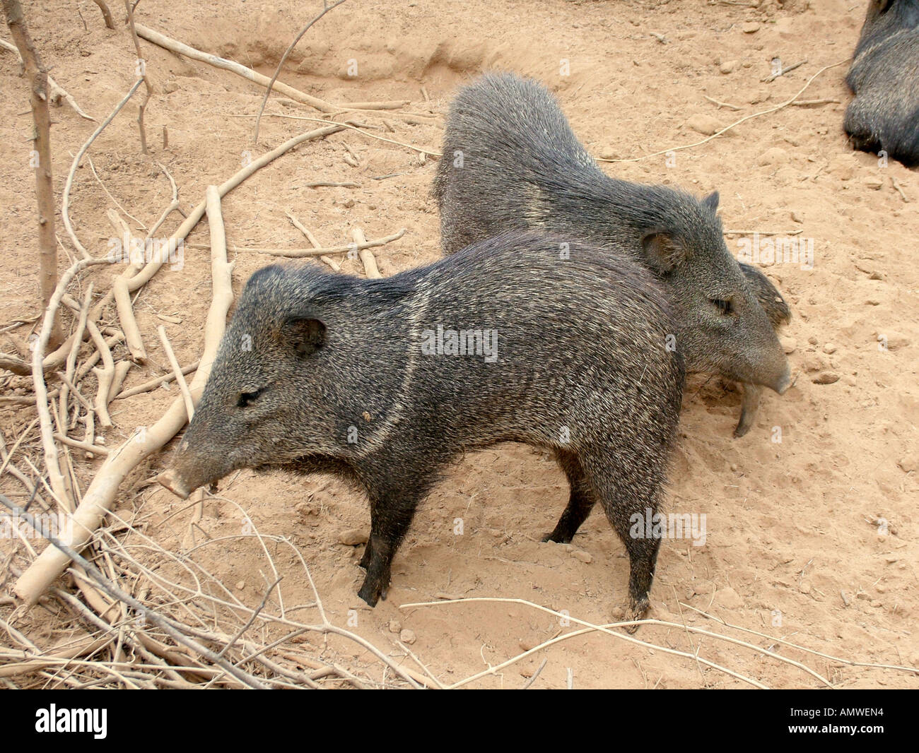 Collared peccaries (Pecari tajacu) Gran Chaco, Paraguay Stock Photo - Alamy