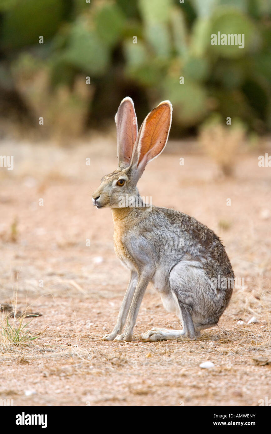 Antelope Jackrabbit Lepus alleni Oracle Pinal County Arizona United ...