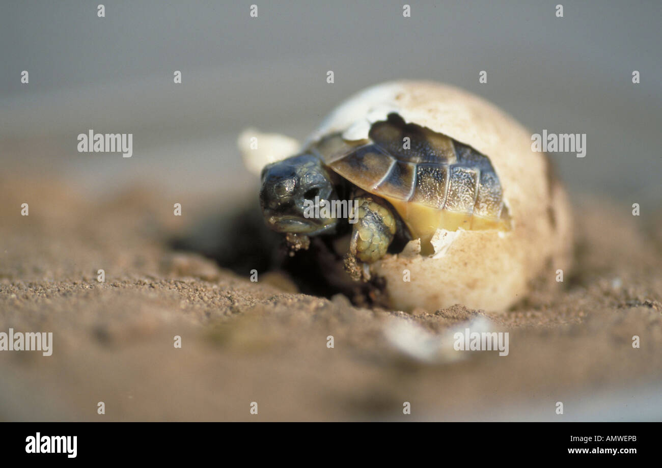 Hatching Hermann's tortoise (Testudo hermanni Stock Photo - Alamy