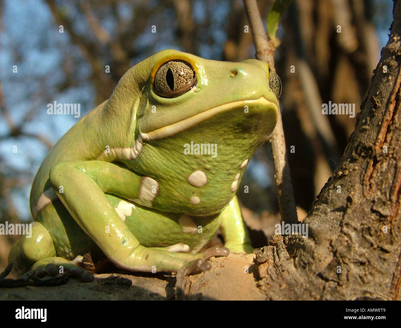 Close-up of a Waxy monkey tree frog (Phyllomedusa sauvagii) sitting on a branch, Gran Chaco ...
