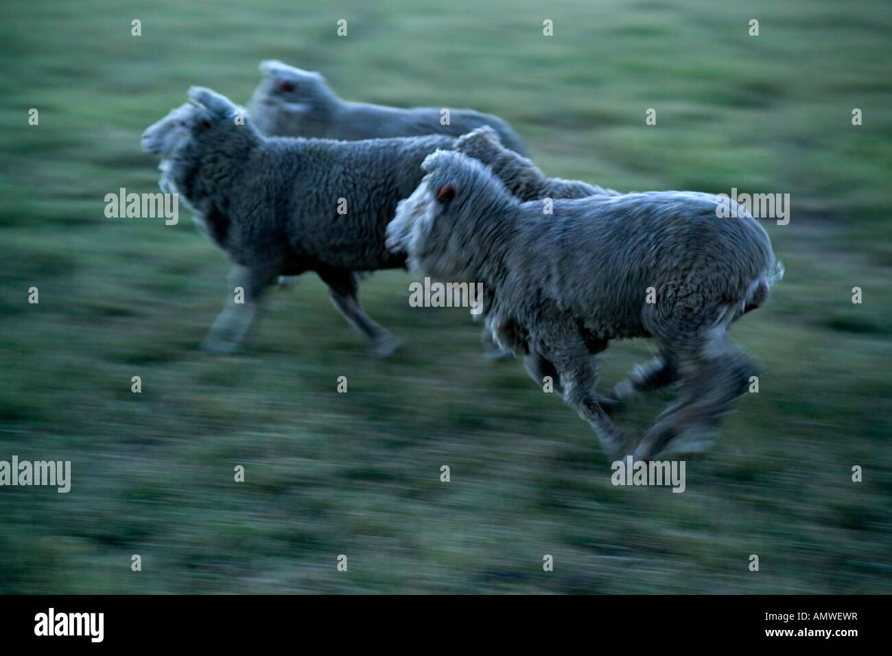 Sheep running early in the morning Stock Photo - Alamy