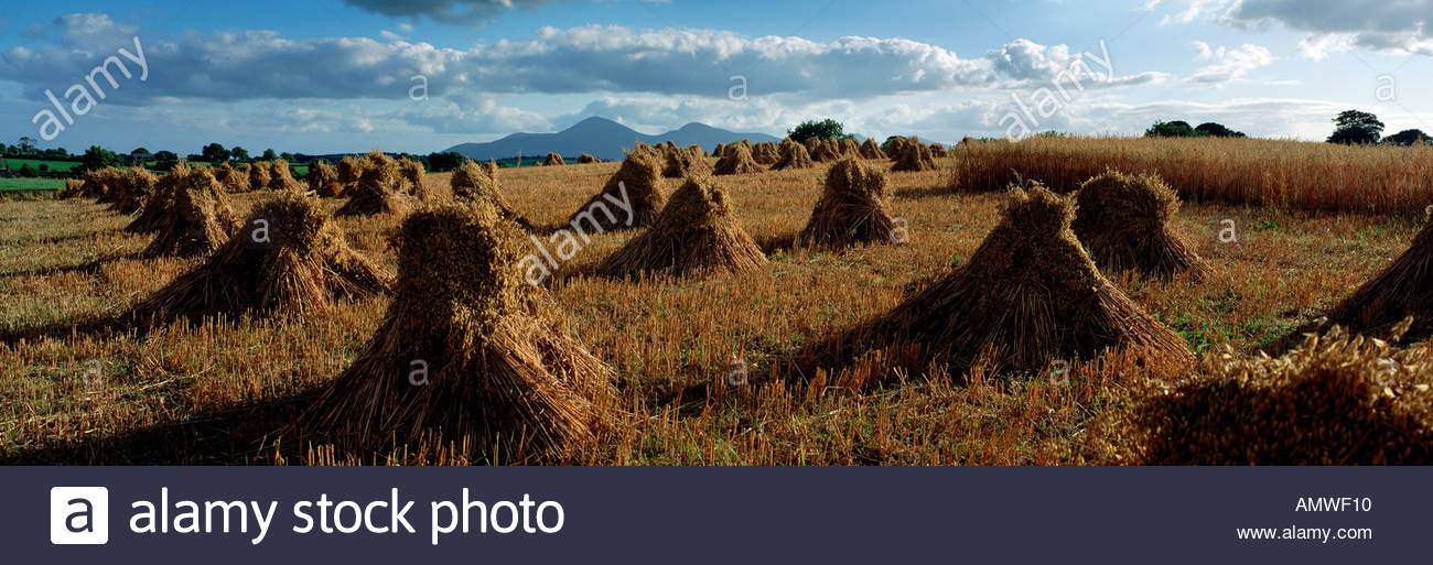 Corn Stacks Stock Photos & Corn Stacks Stock Images - Alamy
