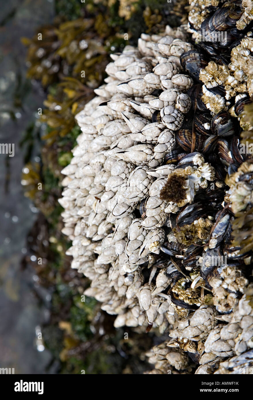 Goose or Leaf Barnacle (Pollicipes polymerus) on rocky shore habitat ...
