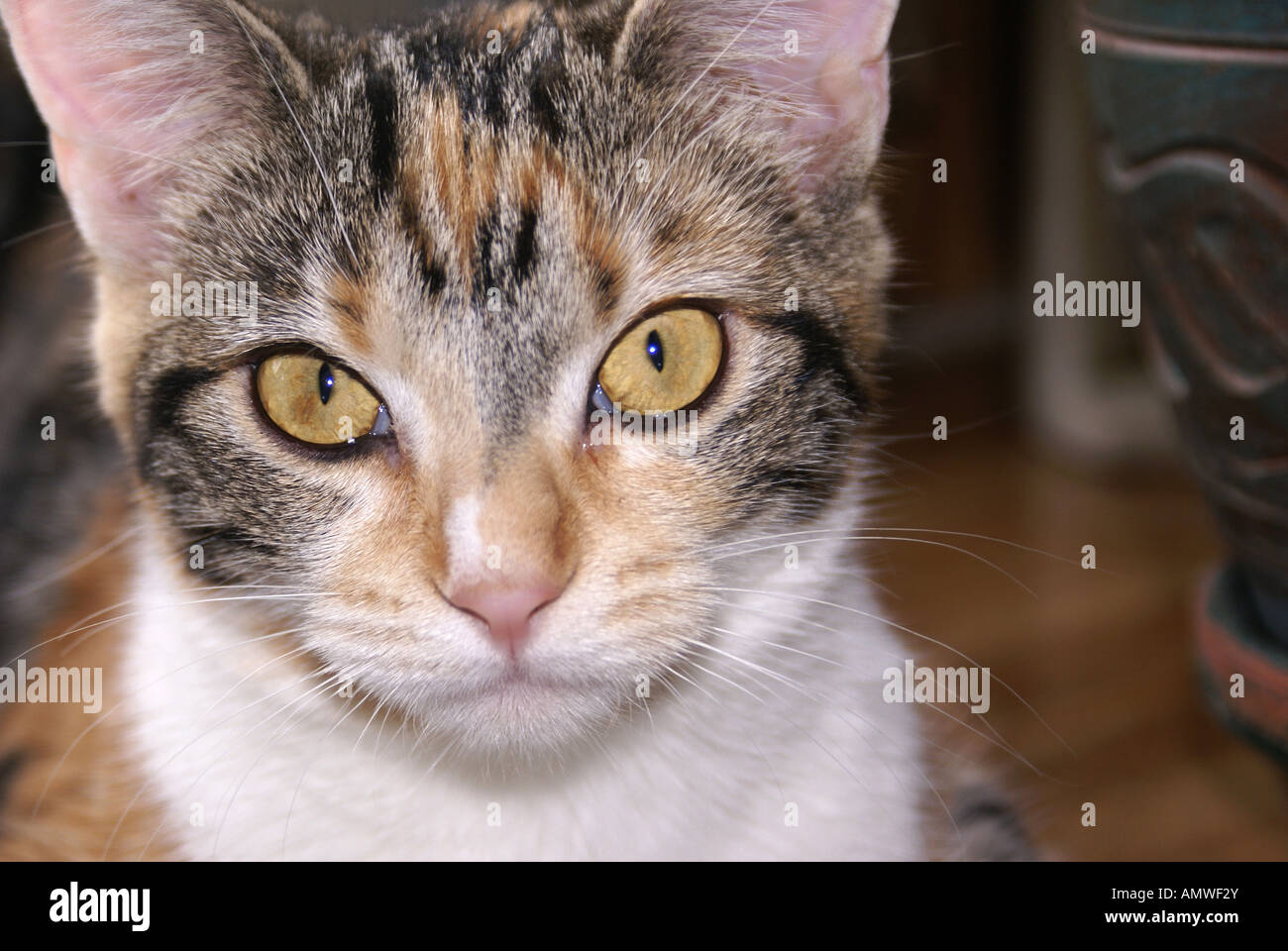 Calico markings hi-res stock photography and images - Alamy