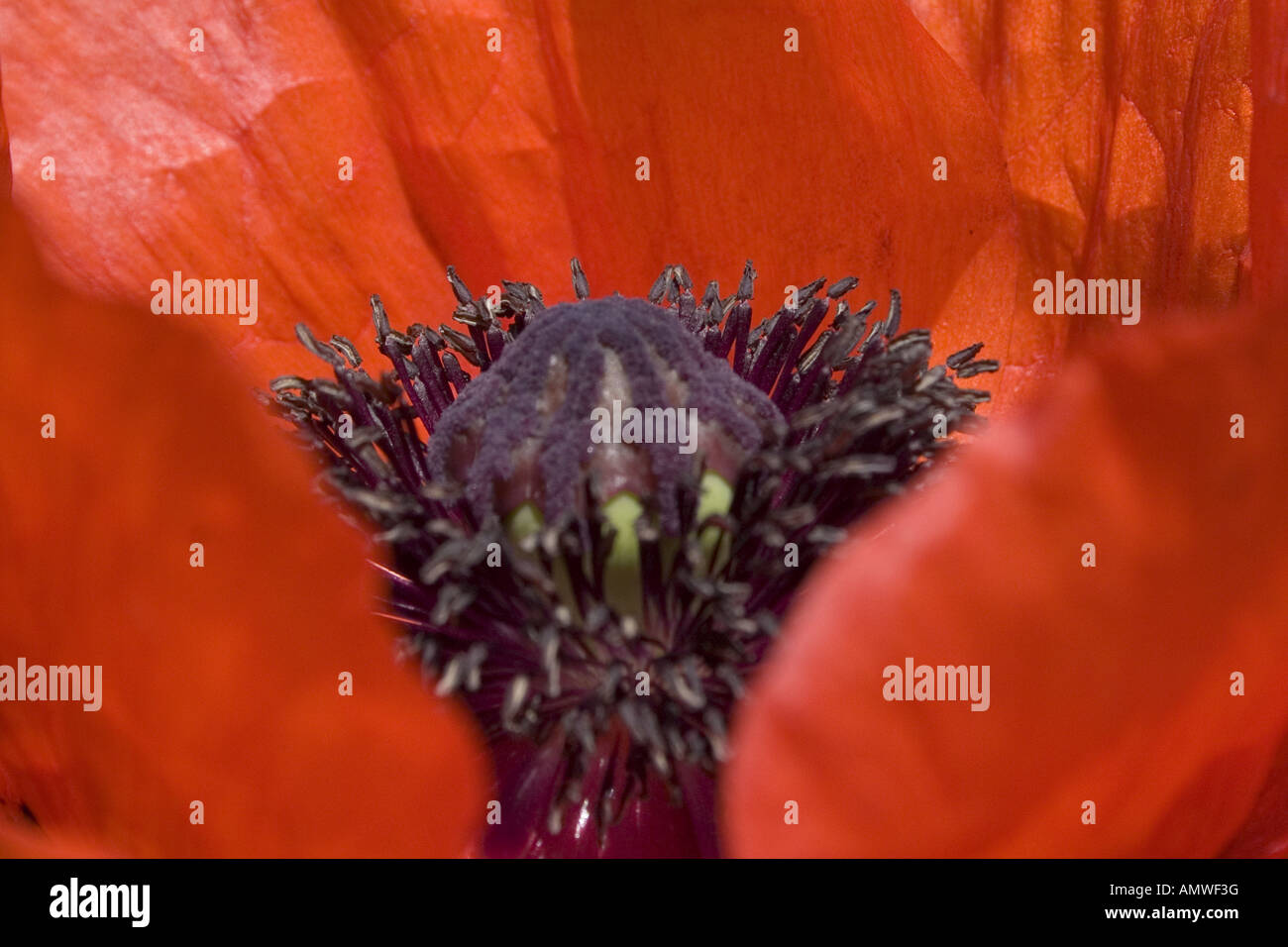 Poppy flower macro Stock Photo - Alamy