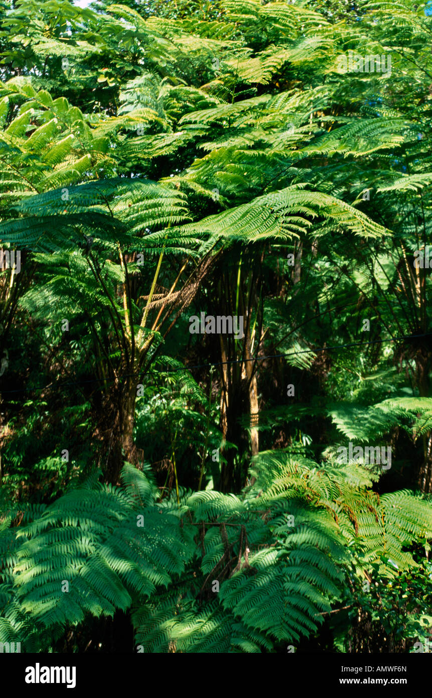 Fern tree in rainforest St Lucia Stock Photo - Alamy