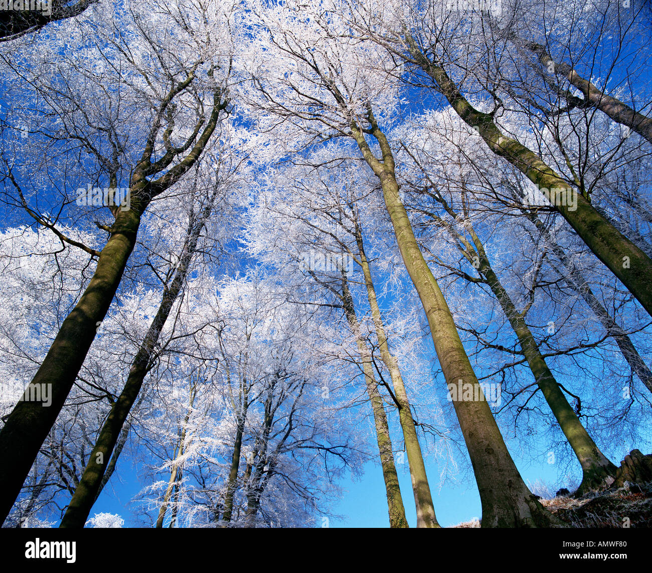 Beech Trees, Minnnowburn, Belfast, Northern Ireland Stock Photo - Alamy