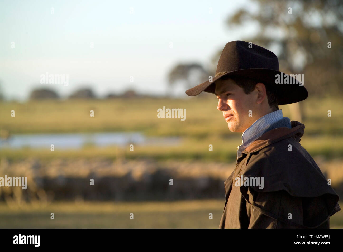 A farmer mustering sheep early in the morning Stock Photo - Alamy