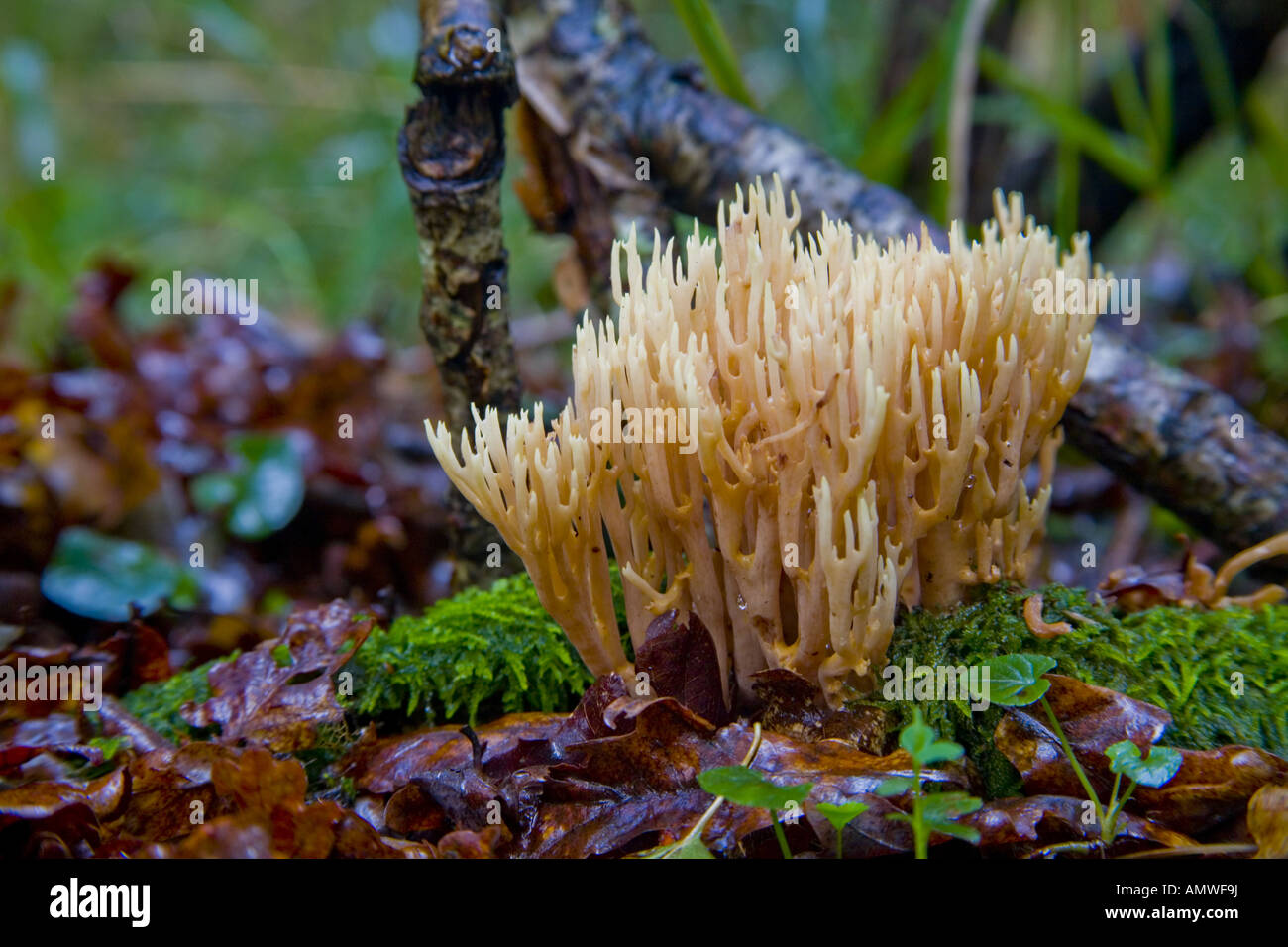 Stag-horn fungus, Calocera Viscosa Stock Photo - Alamy