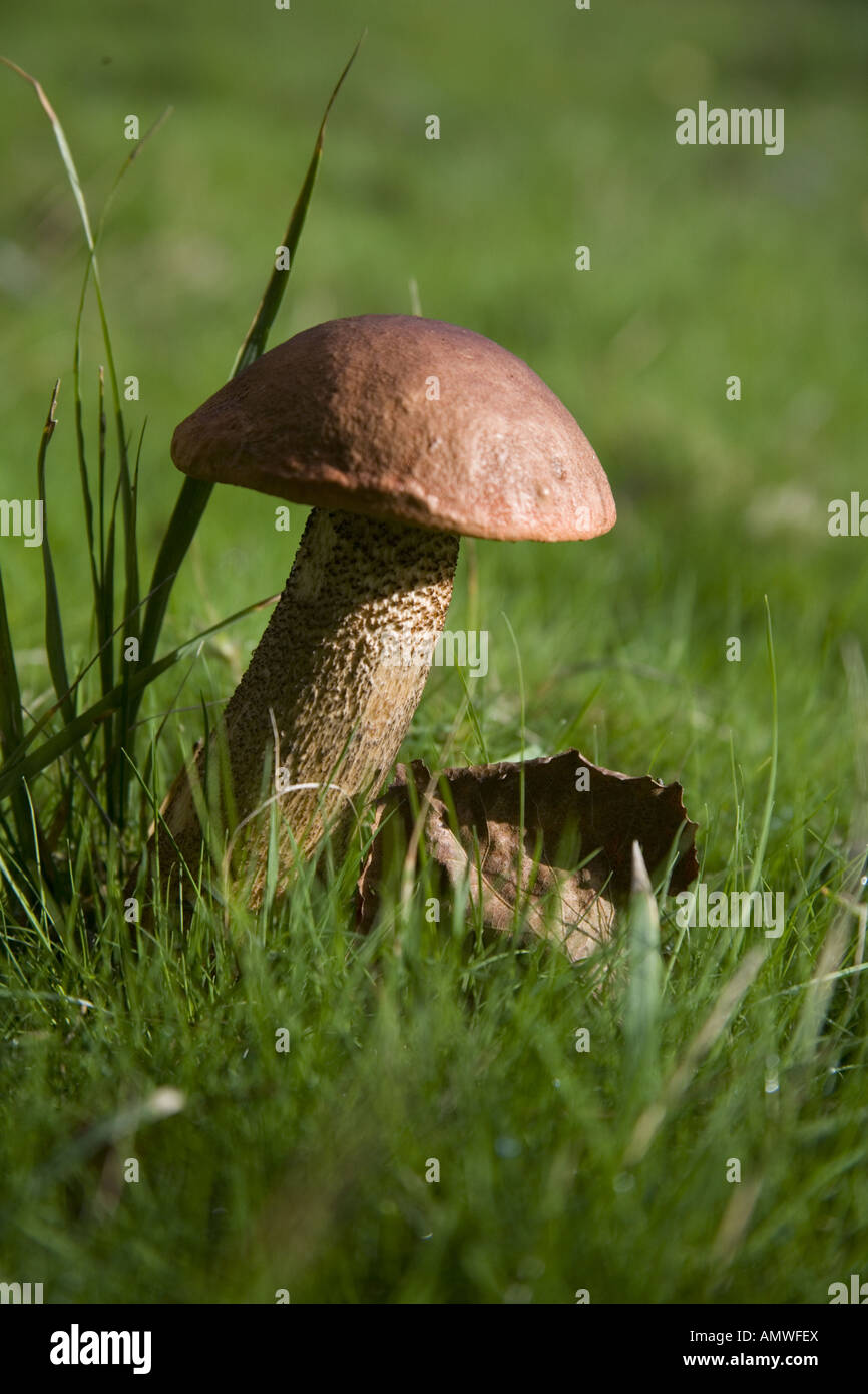 Brown Birch Bolete fungus, Leccinum Scabrum Stock Photo - Alamy