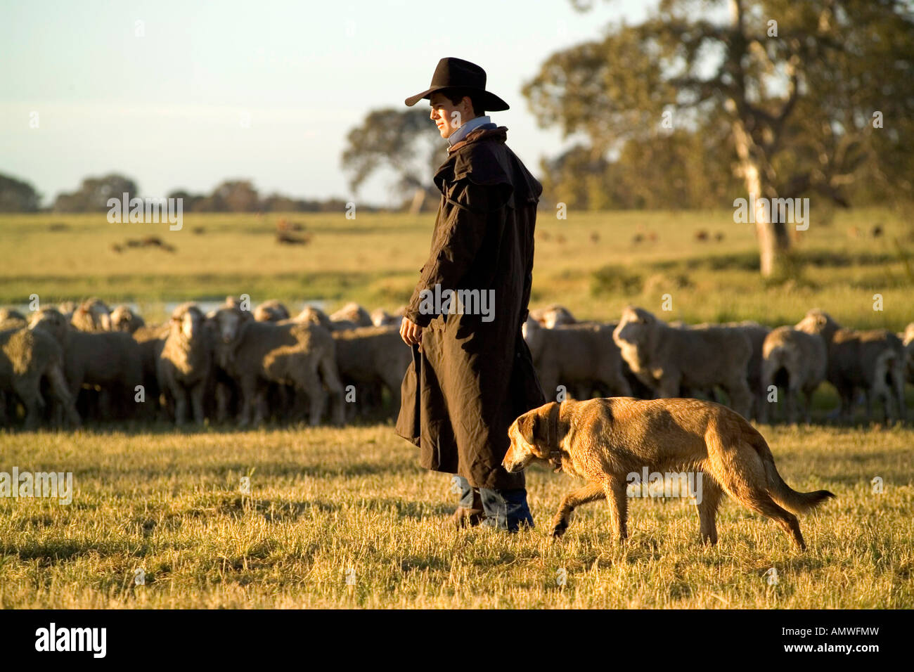 Farmer dog mustering sheep hi-res stock photography and images - Alamy