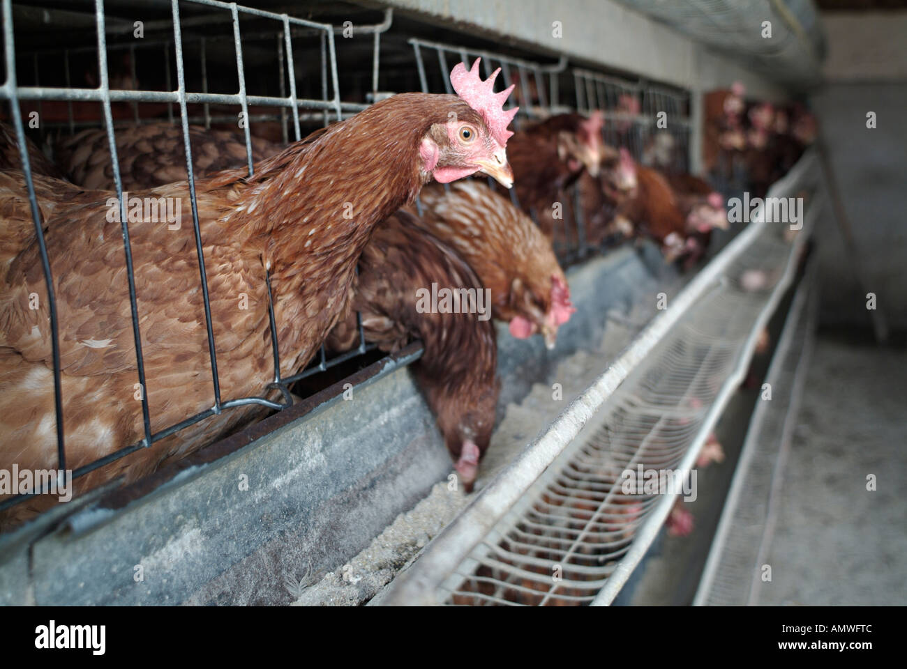 Farm crop chickens hi-res stock photography and images - Alamy