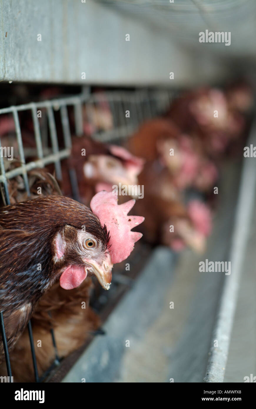 Battery hens hi-res stock photography and images - Alamy