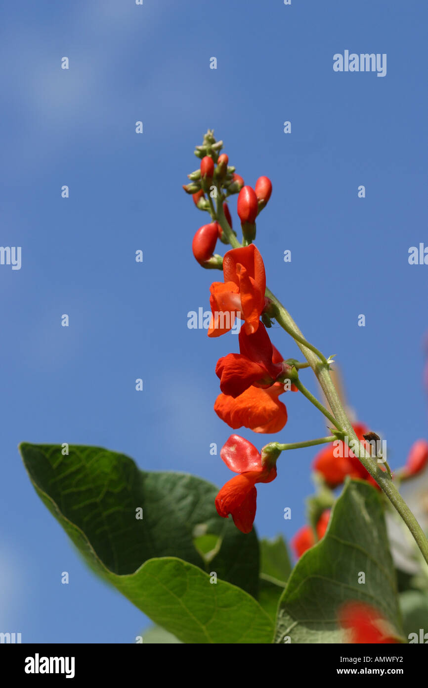 Scarlet Runner Bean red flowers on tall plant Phaseolus coccineus Stock ...