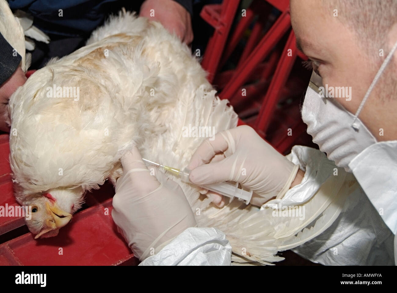 Ministry of Agriculture Vet Taking a Blood Sample from an American Cobb ...
