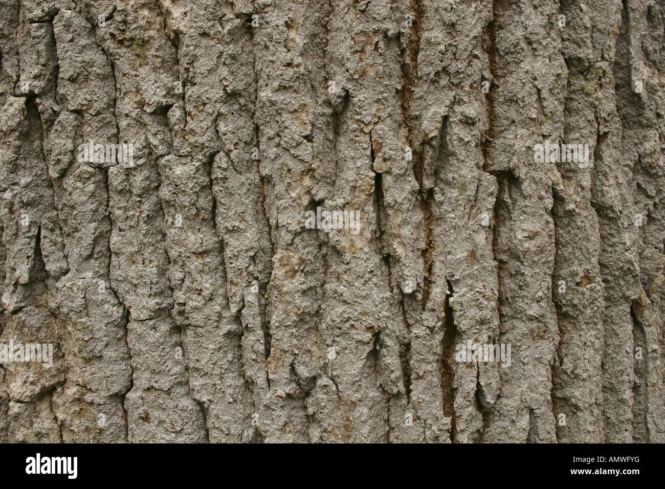 Oak tree bark detail Stock Photo - Alamy