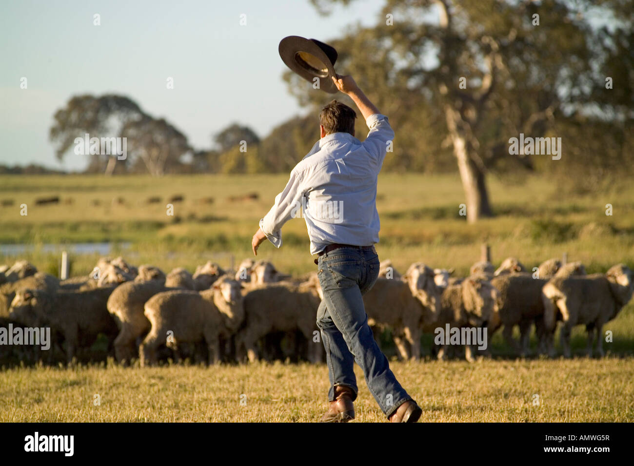 A farmer mustering sheep early in the morning Stock Photo - Alamy
