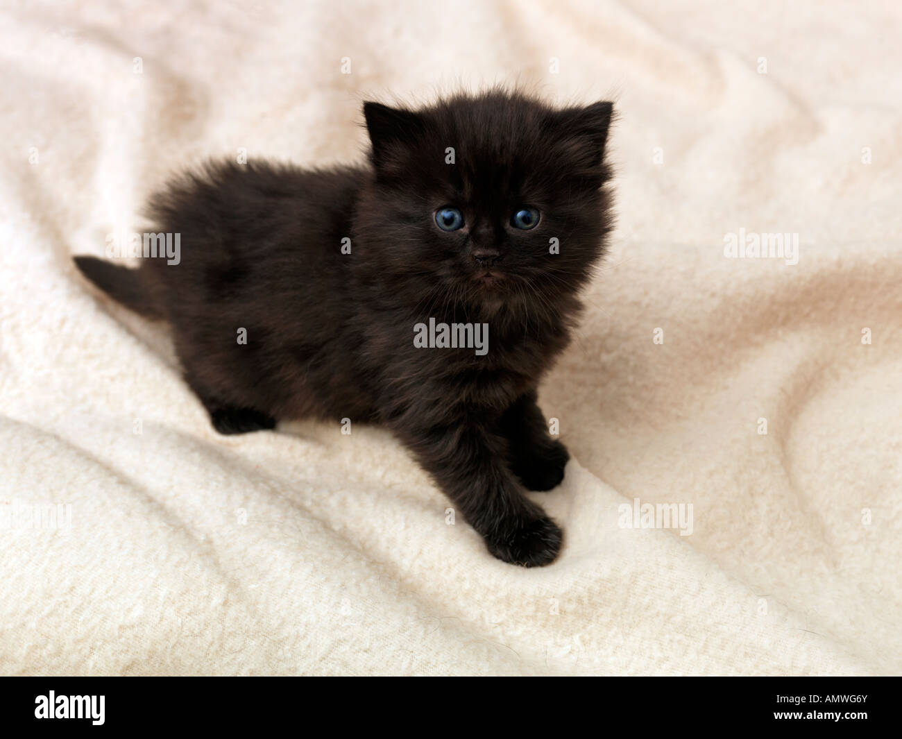 Fluffy Black Kitten Stock Photo - Alamy