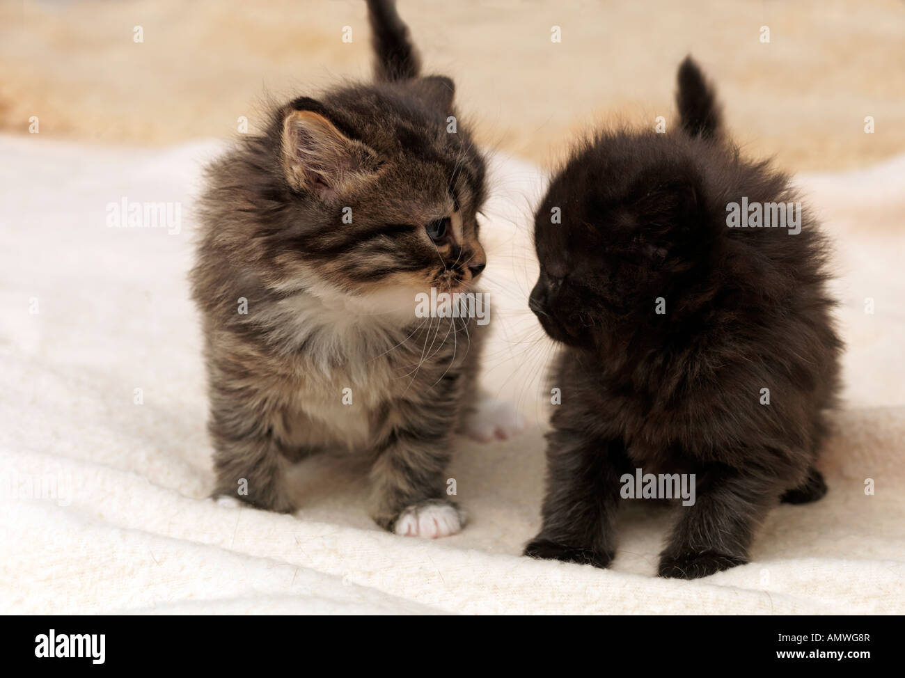 Two Fluffy Kittens Stock Photo - Alamy