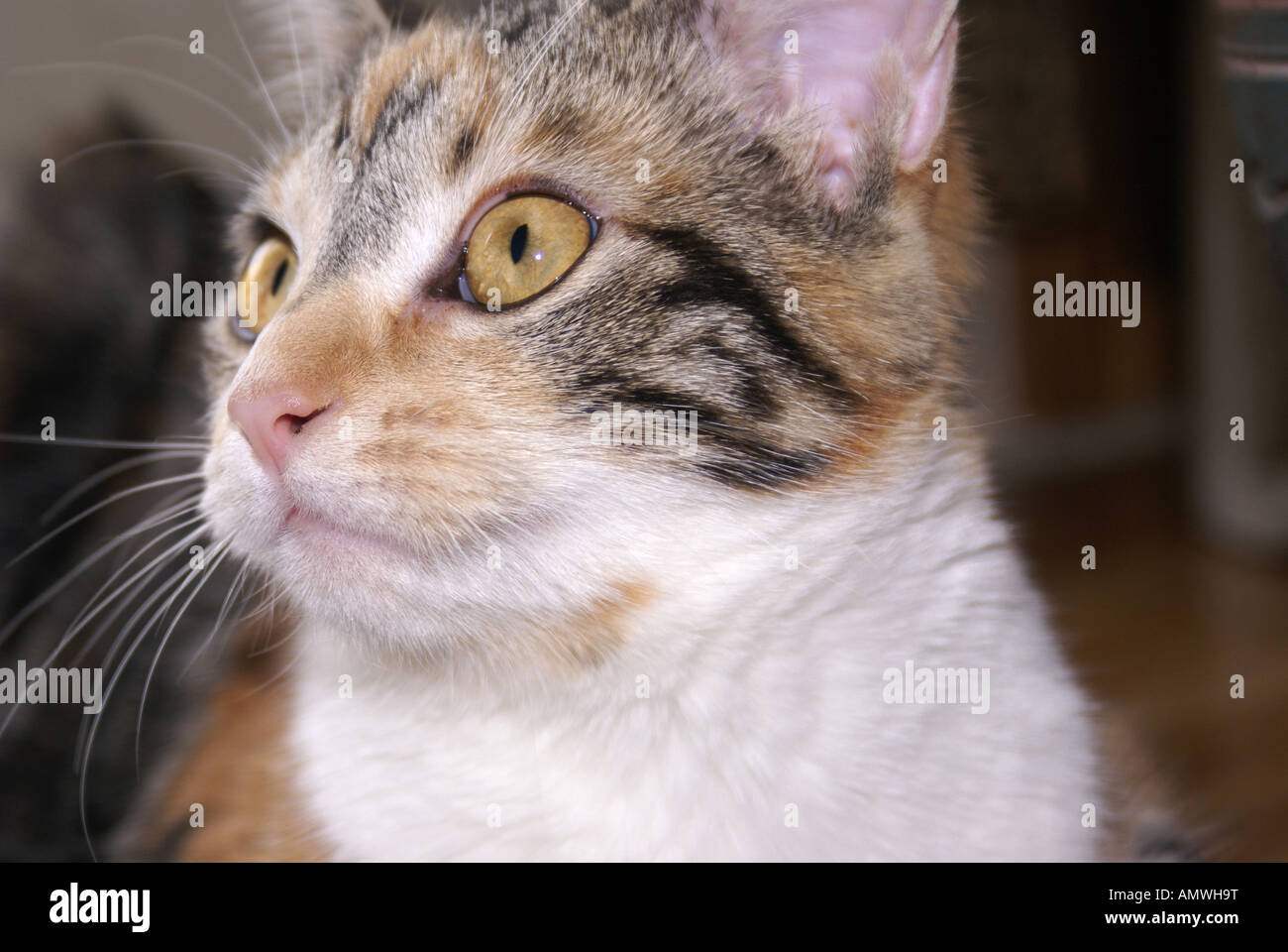 Calico Cat Face Stock Photo - Alamy