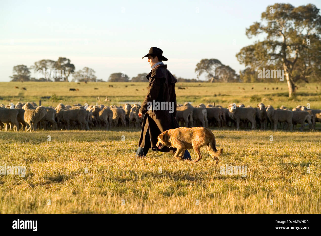 Farmer dog mustering sheep hi-res stock photography and images - Alamy