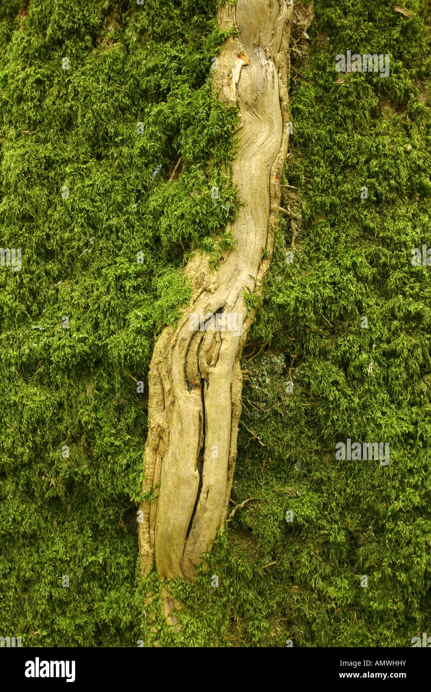 Ivy stem hi-res stock photography and images - Alamy
