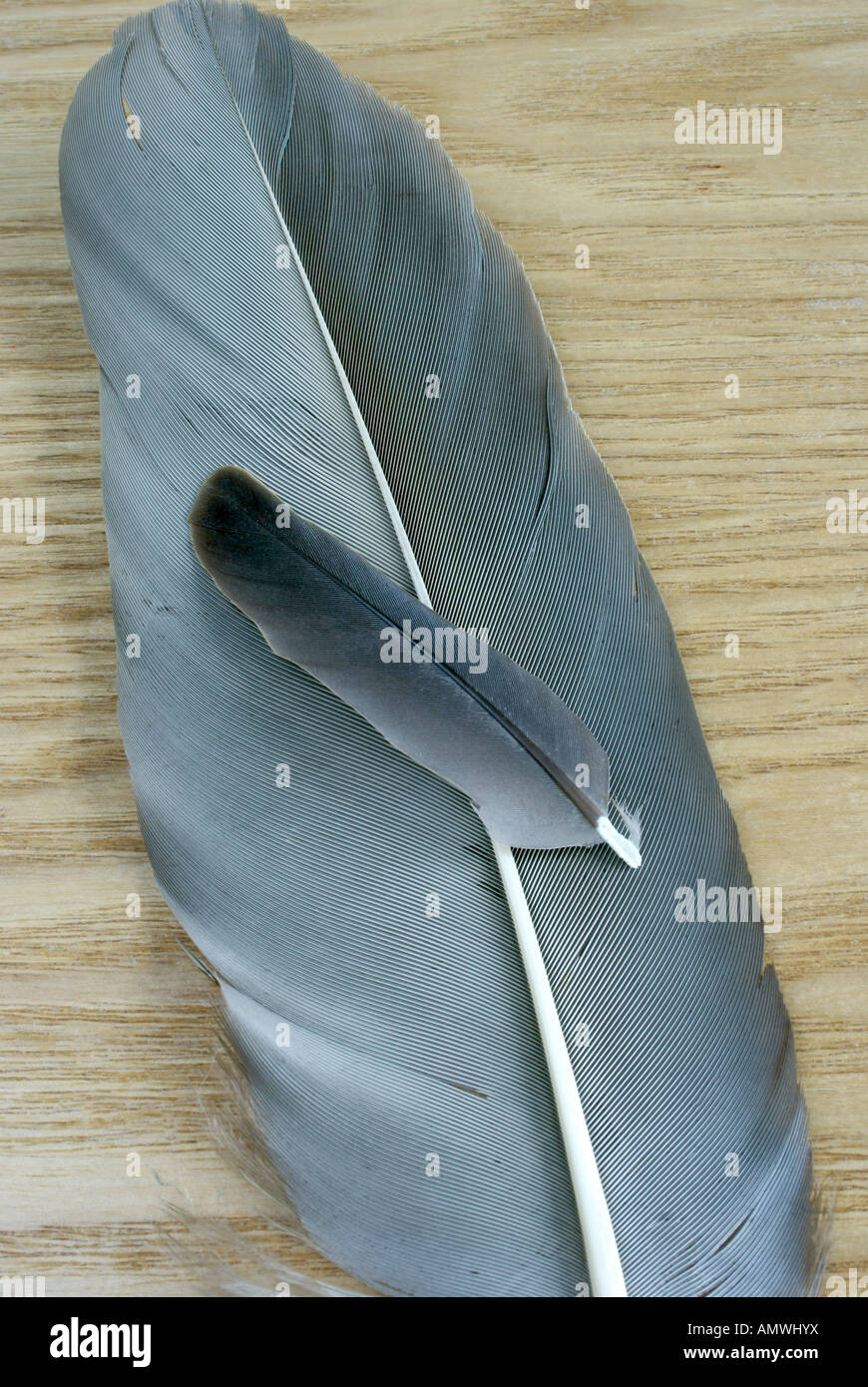 Large feather bird hi-res stock photography and images - Alamy