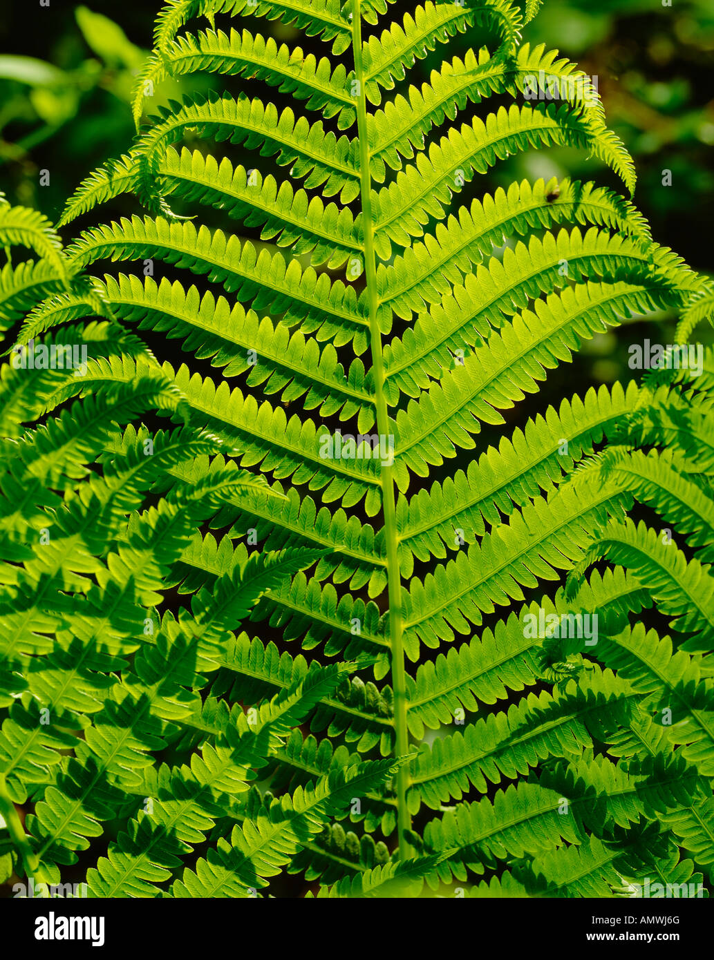 Ostrich Ferns In Spring At Raccoon Creek State Park, Beaver County ...