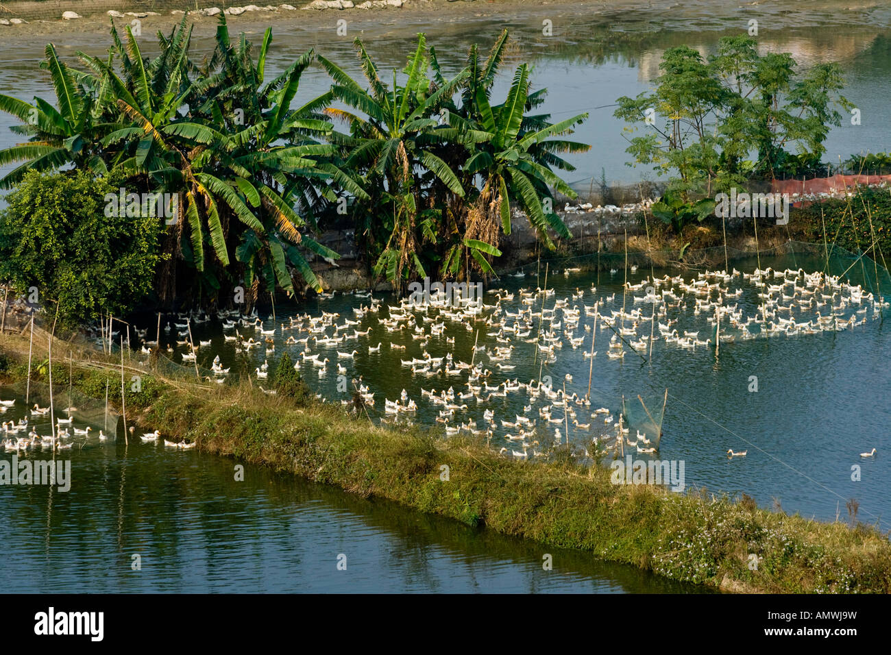 Duck Farm in Rural Guangdong Province China Stock Photo - Alamy