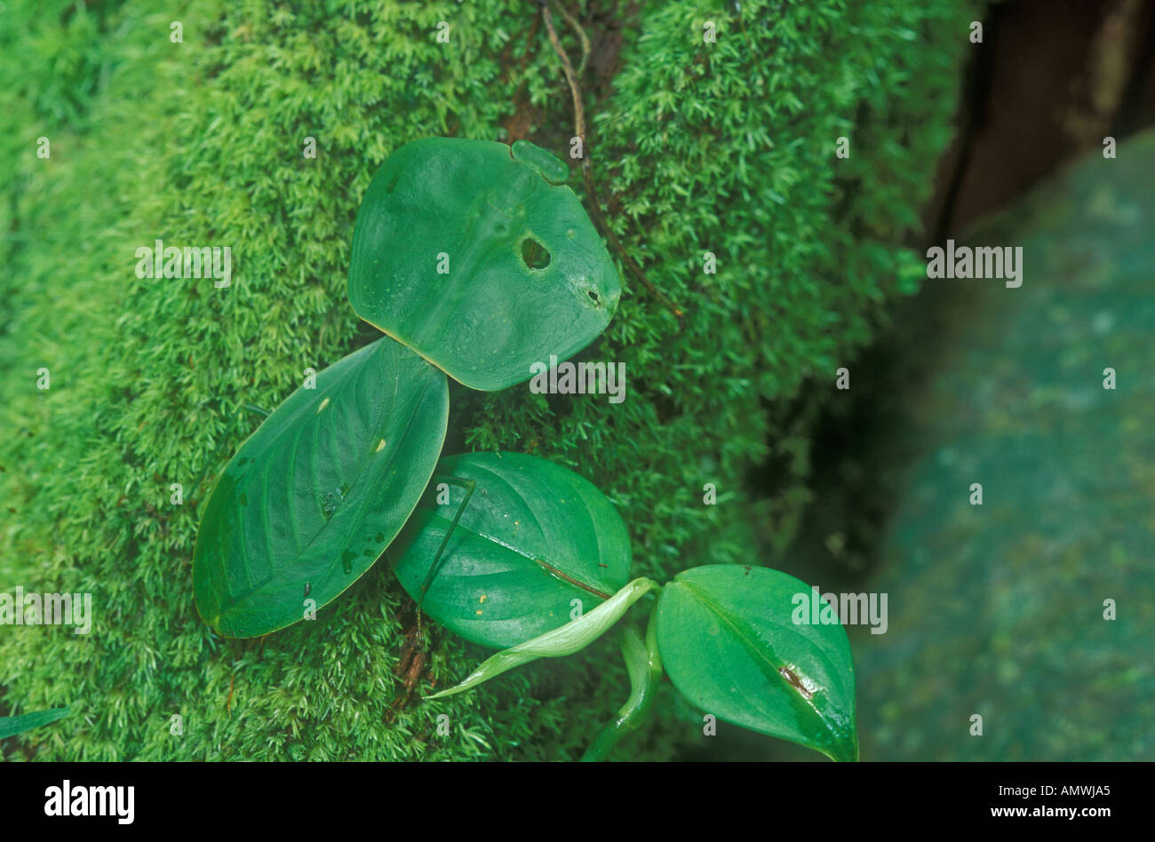 Leaf mimic praying mantis Choerdolis species Selva Verde Costa Rica ...