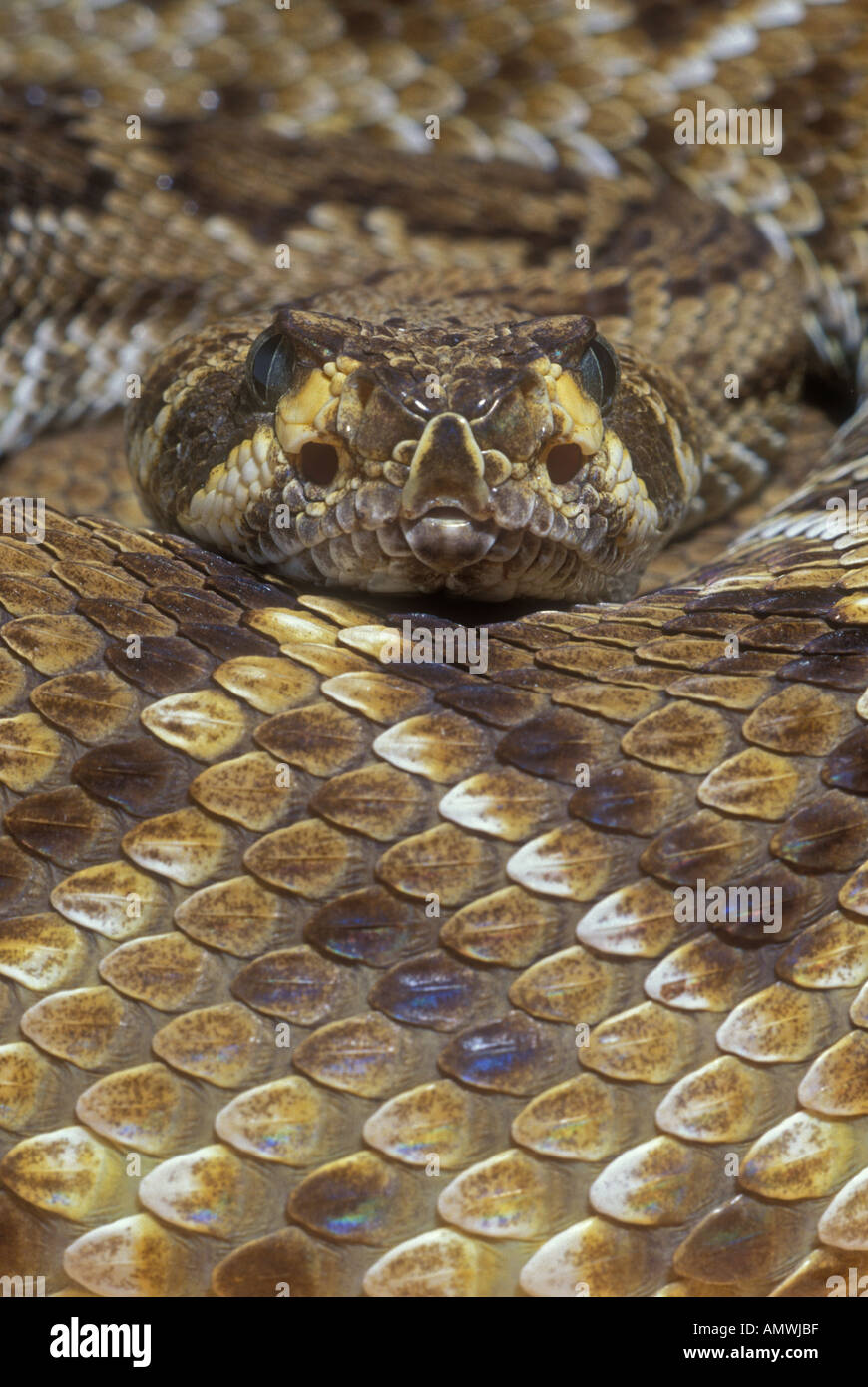 Red diamond rattlesnake Crotalus ruber San Lucas Baja California Mexico ...