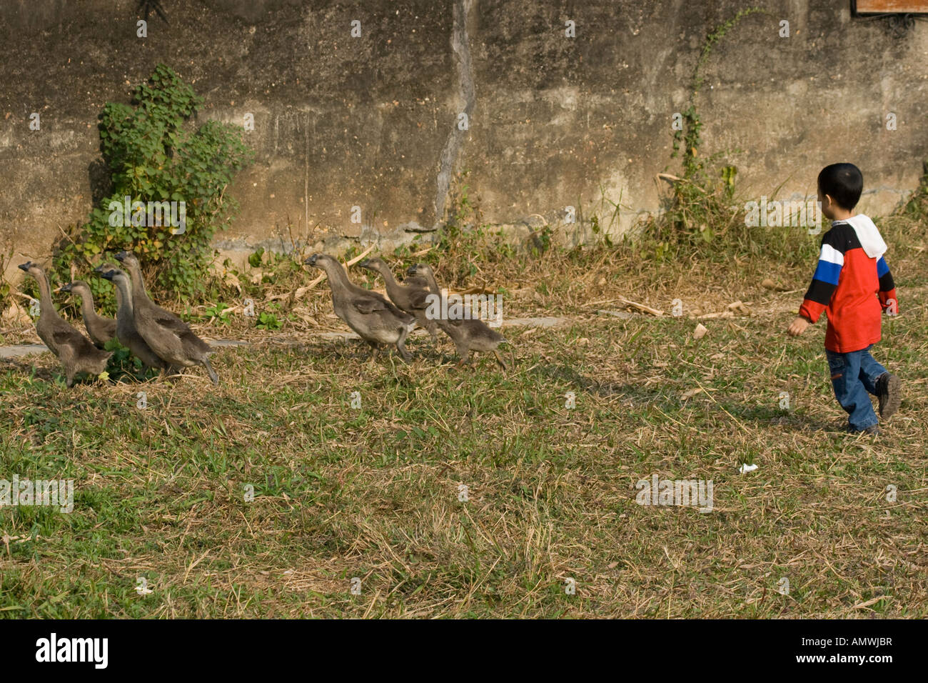 Goose chasing boy hi-res stock photography and images - Alamy