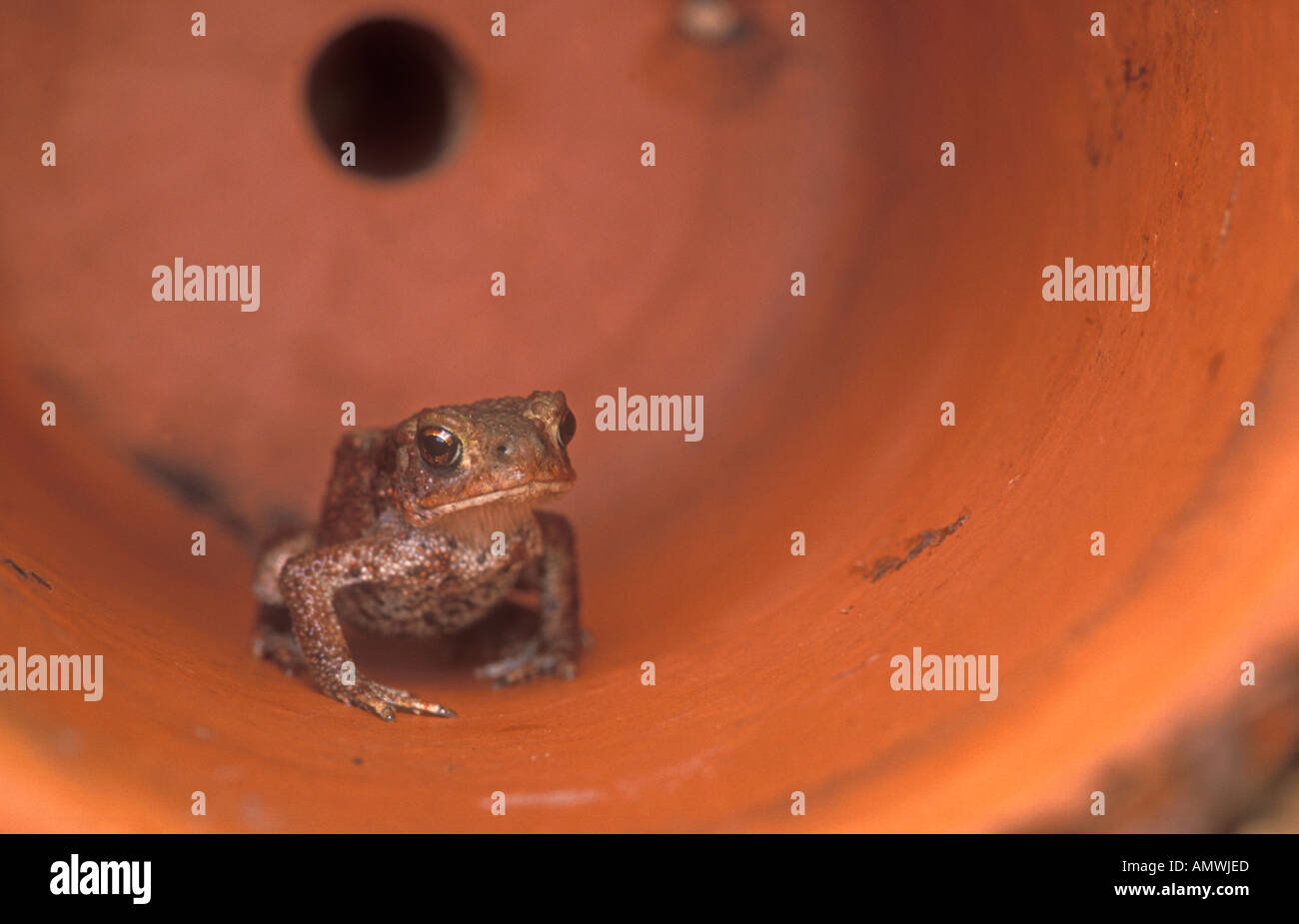 Common toad in flowerpot England Stock Photo - Alamy