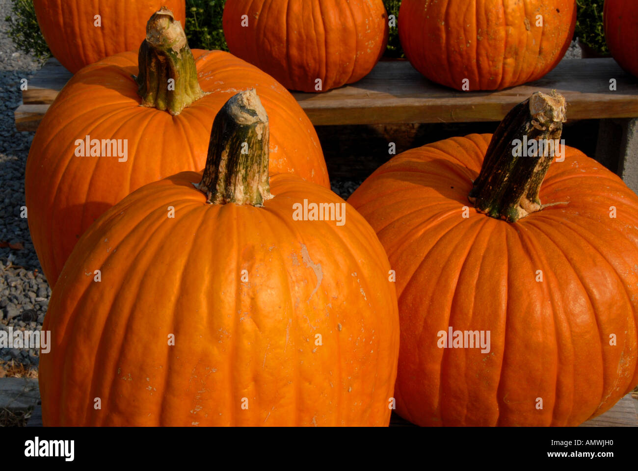 Halloween pumpkins with stems Stock Photo - Alamy