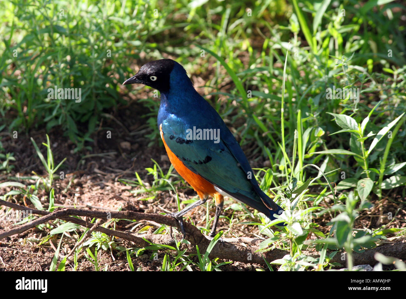A brilliant, iridescent, colorful bird, known a Hildebrandt's Starling ...