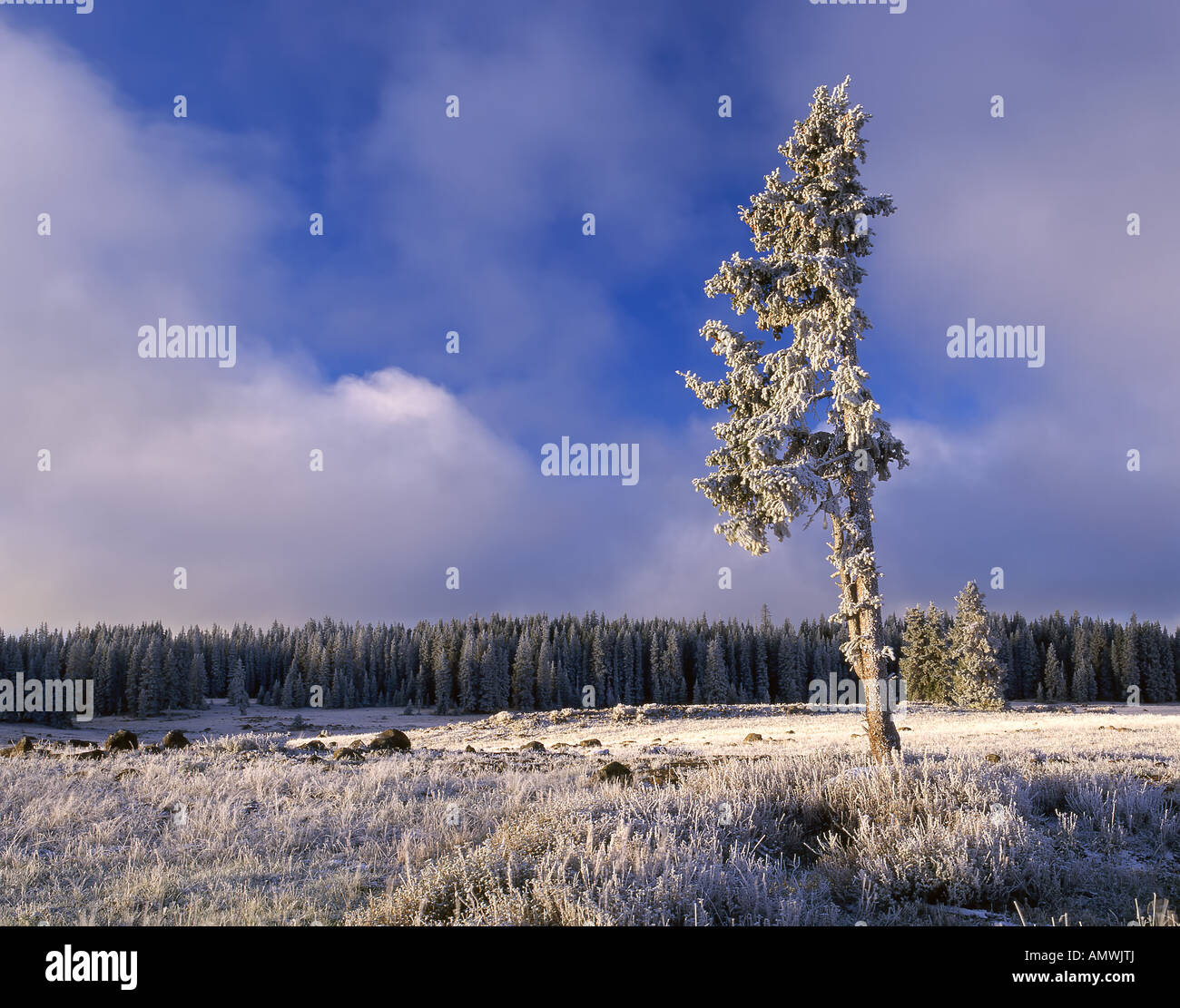 Grand mesa national forest winter hi-res stock photography and images ...