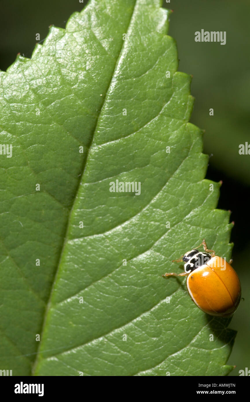 Spotless ladybird beetle hi-res stock photography and images - Alamy