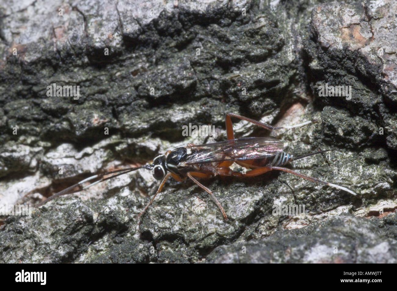 Black ichneumon wasp hi-res stock photography and images - Alamy