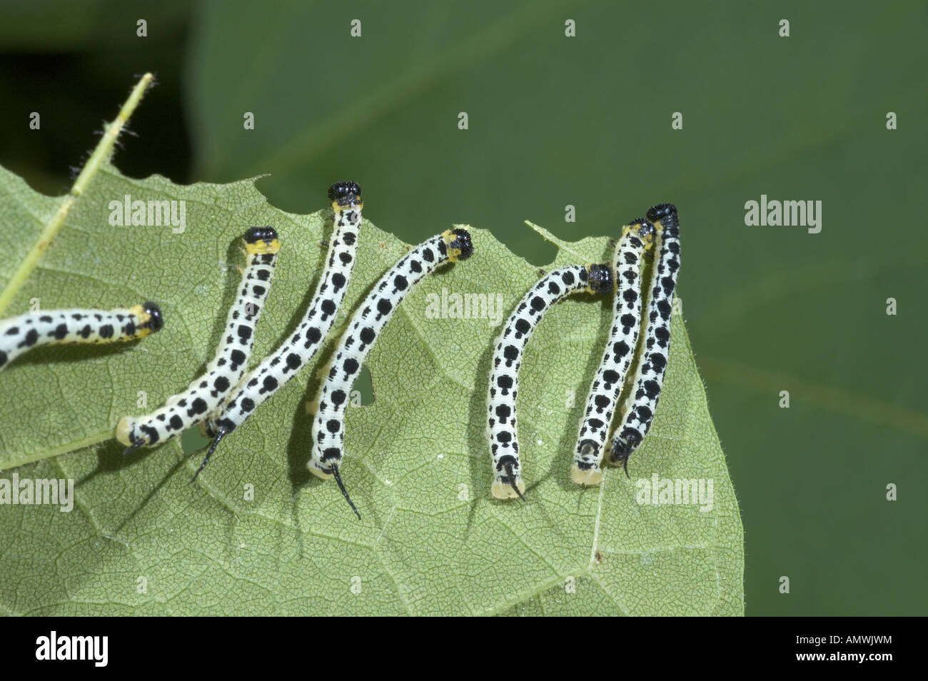 Catalpa sphinx moth caterpillar hi-res stock photography and images - Alamy