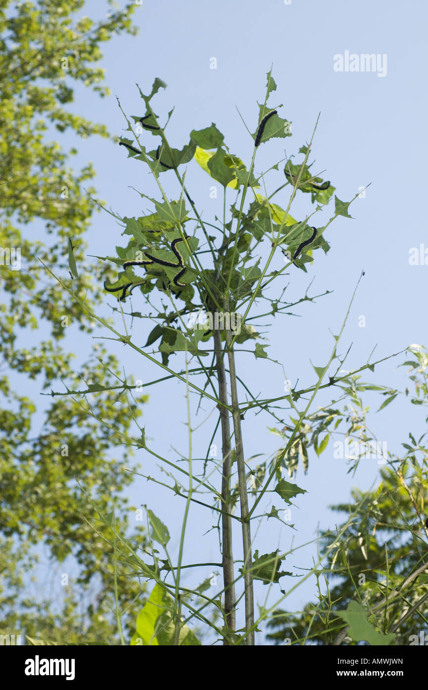 A northern catalpa tree is defoliated by Catalpa sphinx moth (Ceratomia ...