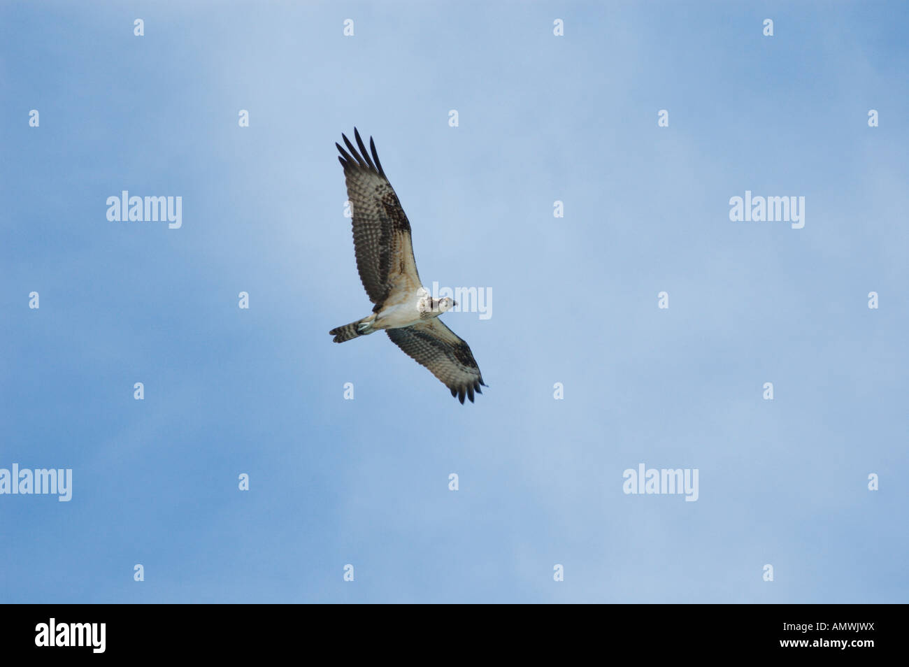 Osprey in flight Pandion haliaetus Stock Photo - Alamy