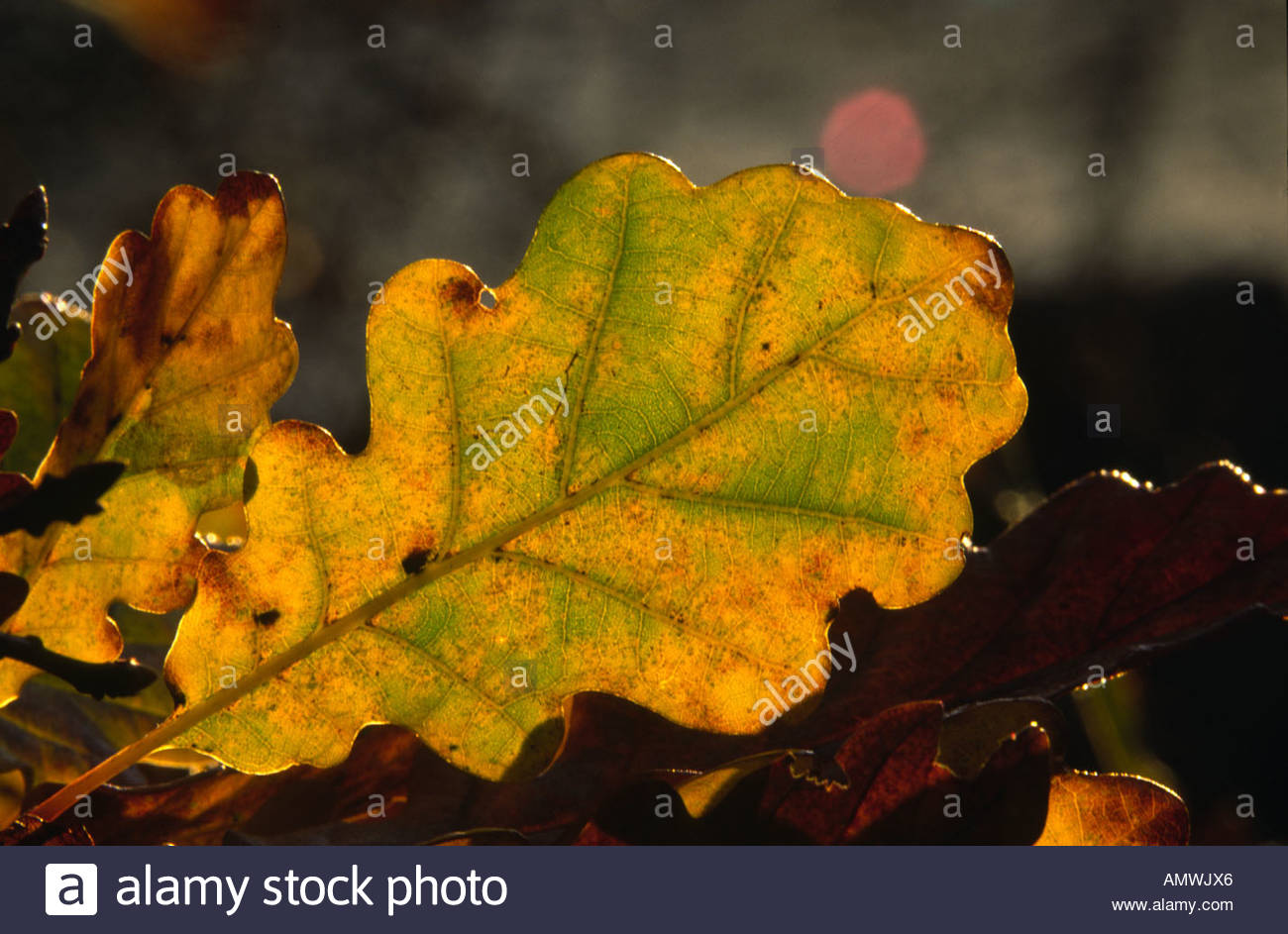 Orange Oakleaf Stock Photos & Orange Oakleaf Stock Images - Alamy
